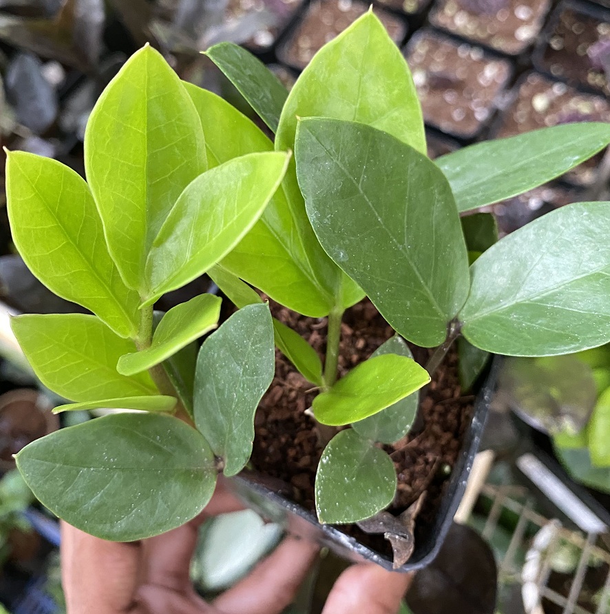 Ecoon plants. ZZ plant - Normal Green, Small pot