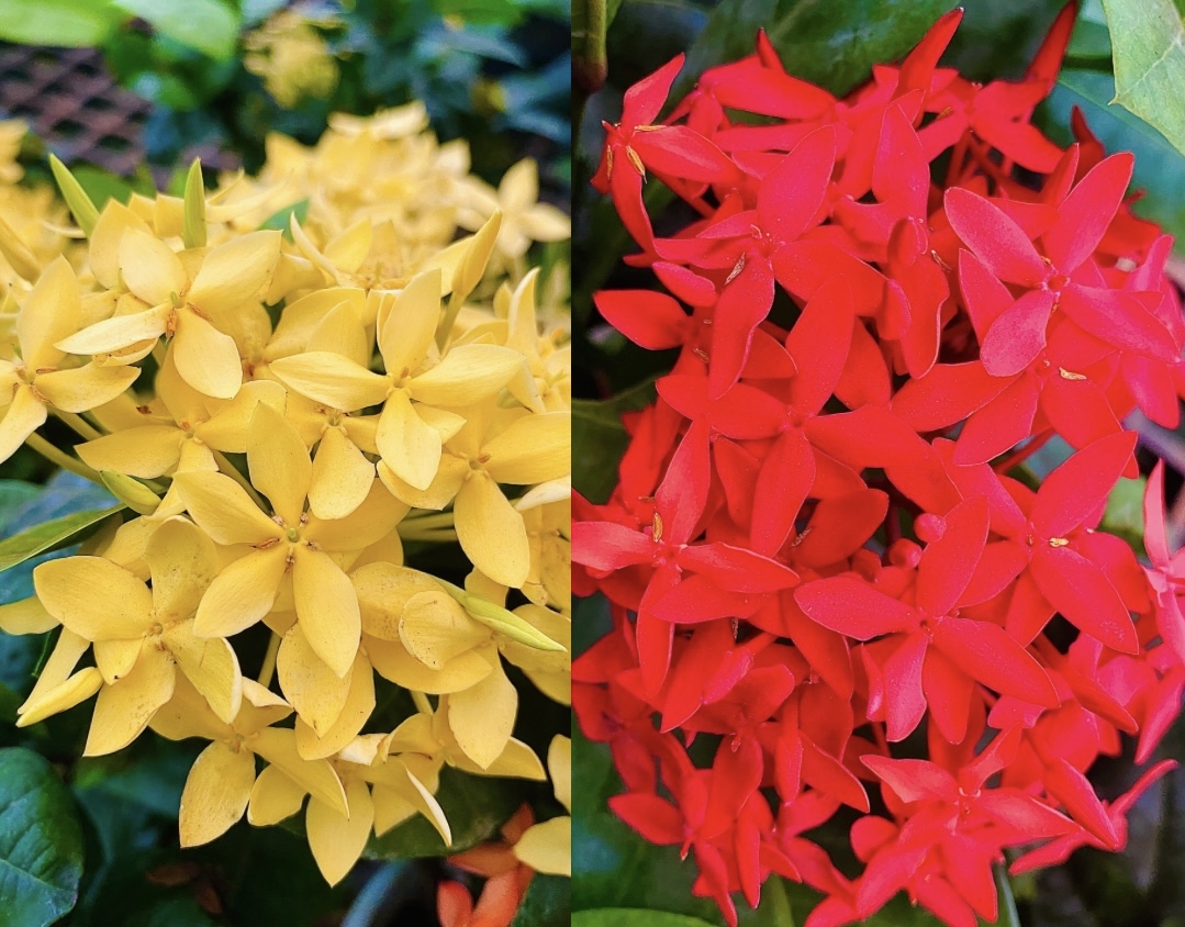 Ecoon plants. Thechi/Chethi Combo- Jungle geranium - Red-Yellow