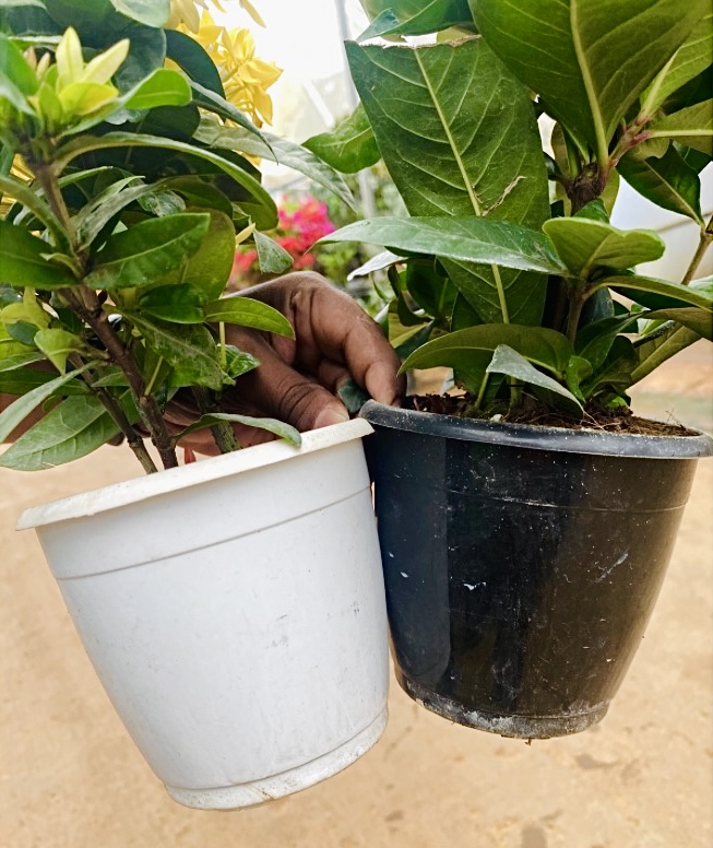 Ecoon plants. Thechi/Chethi Combo- Jungle geranium - Red-Yellow