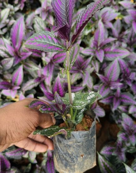 Ecoon plants. Persian Shield