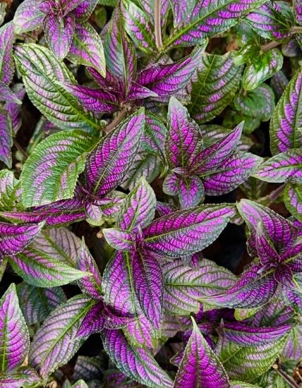 Ecoon plants. Persian Shield